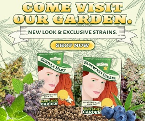 Grape Cream Cake Weed Strain Reviews, Information & Effects