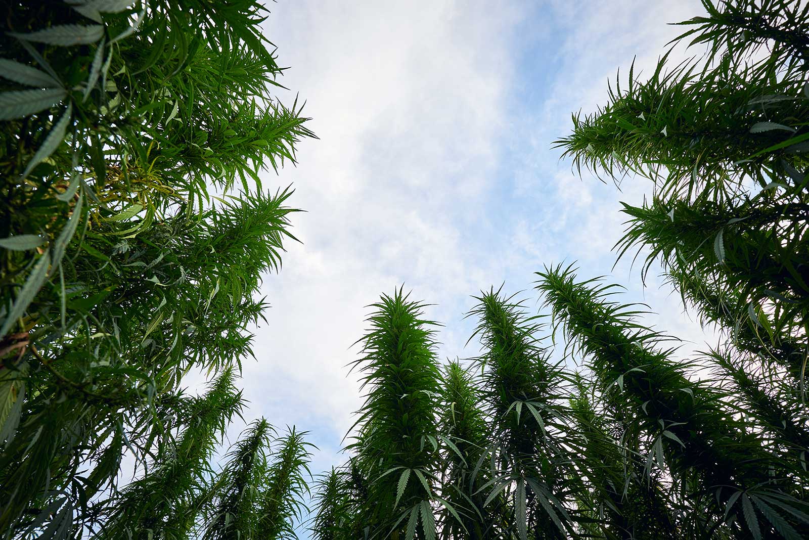What Countries Grow the Best Cannabis?